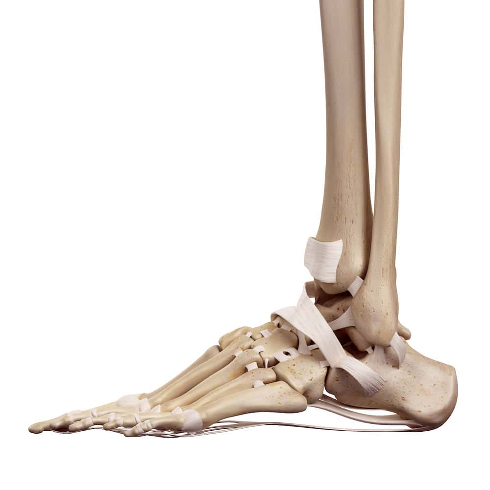 Ankle Fracture (Broken Ankle) | Norfolk & Waveney Community ...